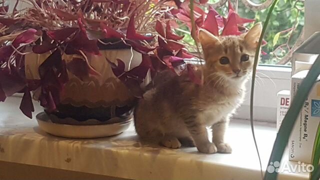 Коричнево-рыжий тигренок