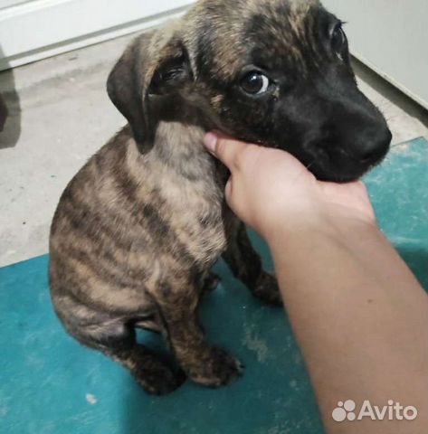 Щенок Тигрик