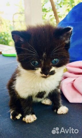 Персидский котенок