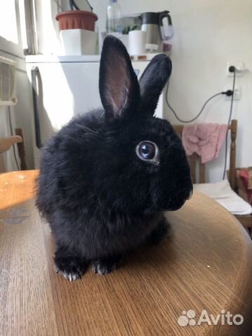 Декоративный кролик крольчиха