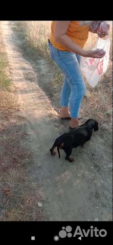 Такса и 6 щенков ищут дом, передержку