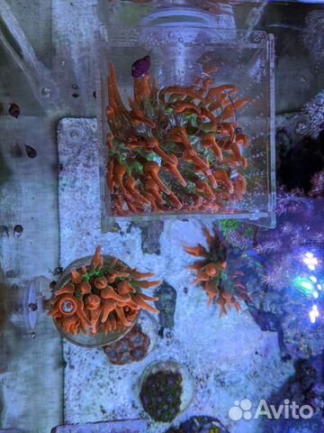 Актиния пузырьковая квадриколор