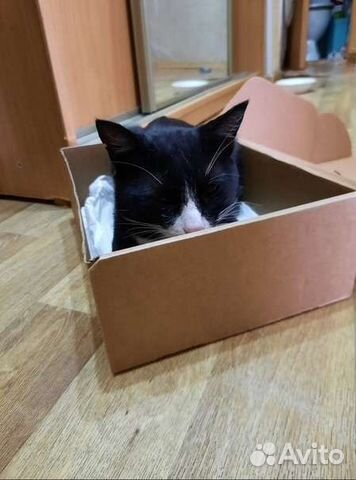 Кот С характером преданной собаки