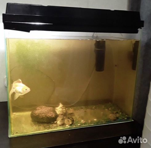 Аквариум