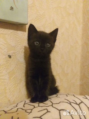 Котенок для радости