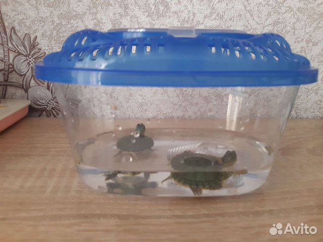 Красноухая черепаха с аквариумом