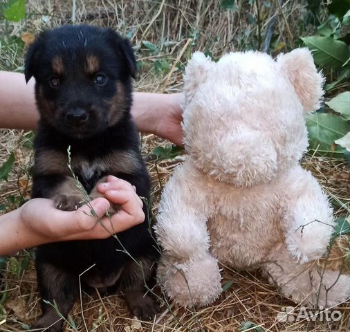 Щенята в добрые руки