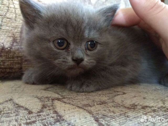 Британские котята