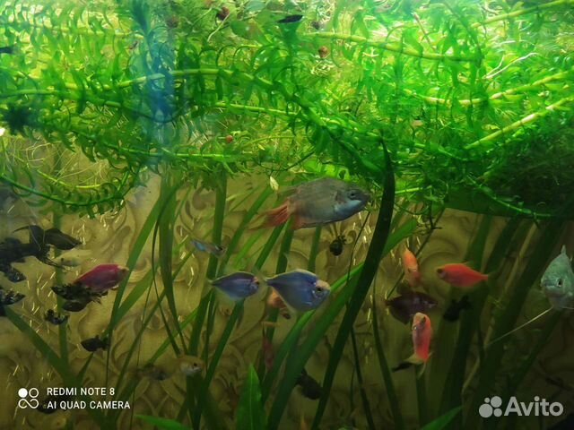 Аквариумные рыбки