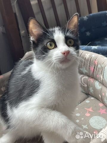 Европейская котенок 4 мес девочка