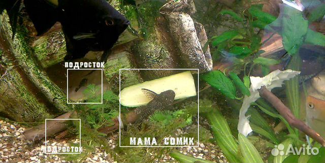 Сомики прилипалы