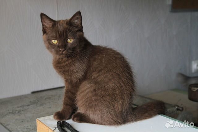 Подрощенные шотландские котята
