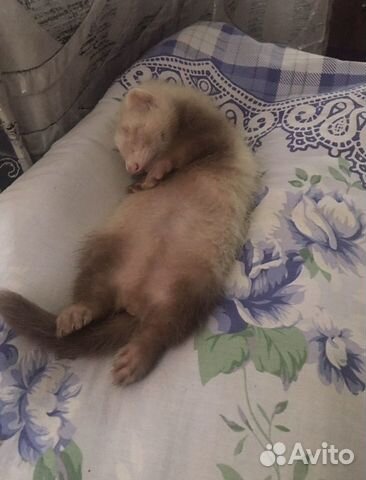 Продаю хорька