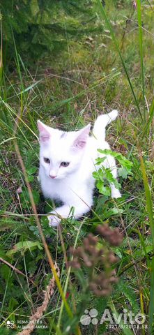 Белый котенок бесплатно