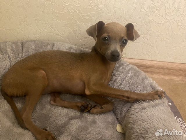 Продаю руский той терьер девочка