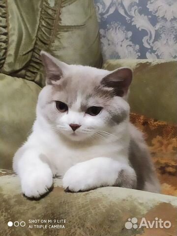Британские Котята