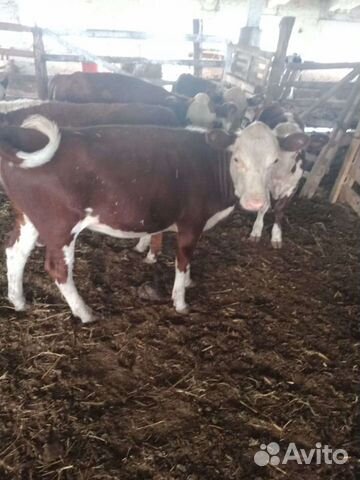 Телки герефорд мясная порода