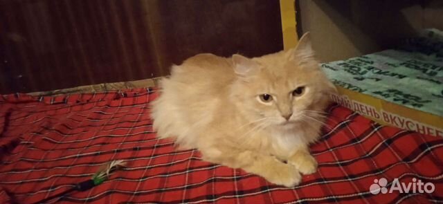 Рыжий абрикосовый персиковый кот в добрые руки