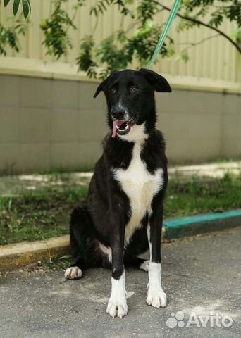 Собака из приюта в добрые руки