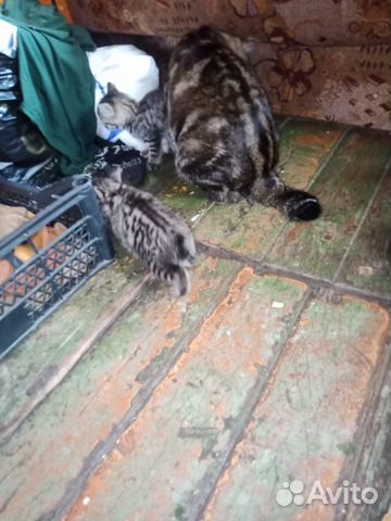 Отдам в добрые руки котят от поместной кошки курил