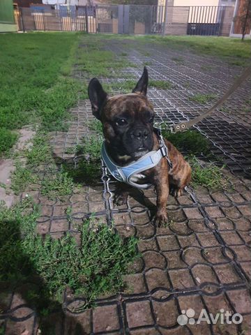 Французский бульдог, вязка