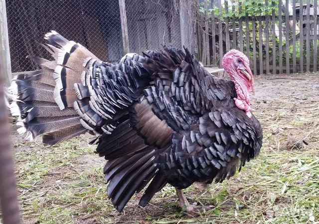 Индюк и индюшки