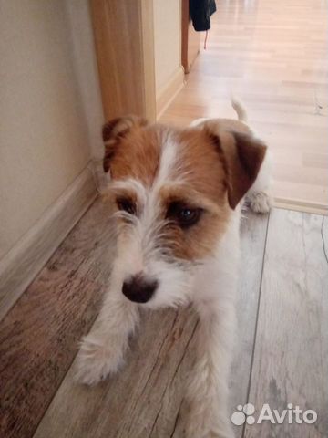 Джек рассел терьер найден