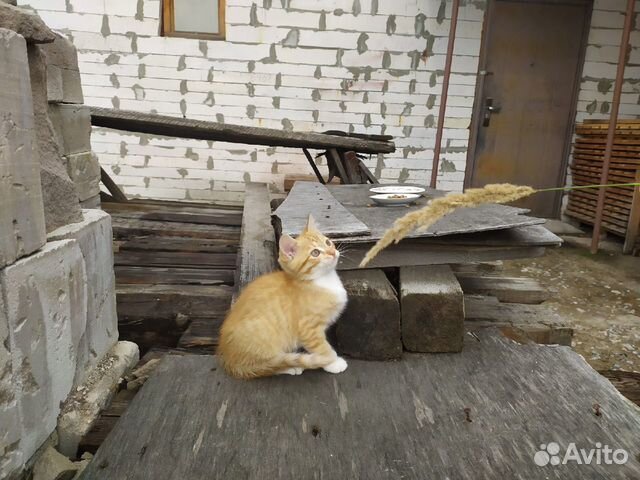 Рыжий котенок девочка замерзает