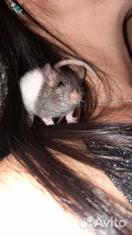 Крыса дамбо