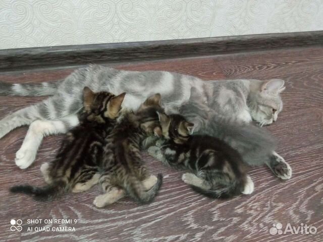 Шотландские котята