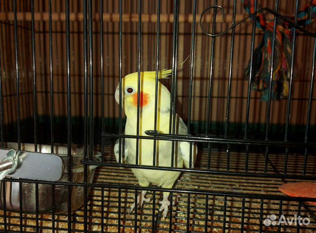 Попугай Корелла с клеткой (3 месяца)