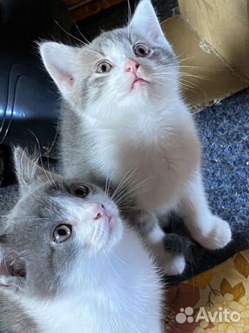 Котята