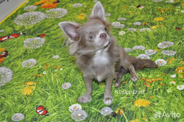 Ищу мамочку