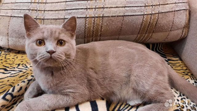 Британская плющевая кошечка