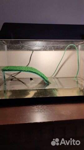 Черепахи красноухие 2 шт. С аквариумом и подогрева