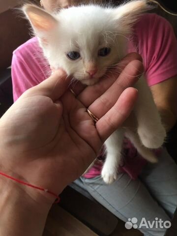 Котята турицкая ангора, сиамский