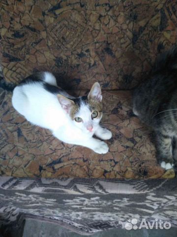 Котята - подростки