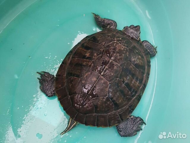 Красноухая черепаха