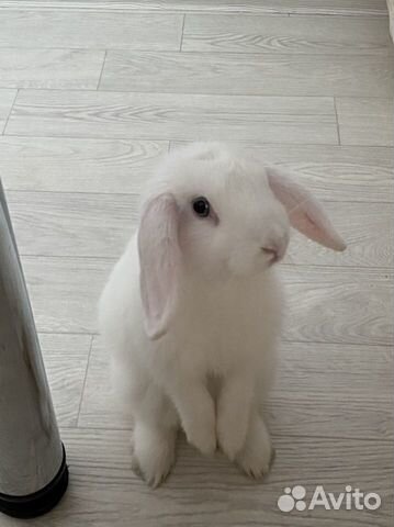 Декоративный Кролик вислоухий