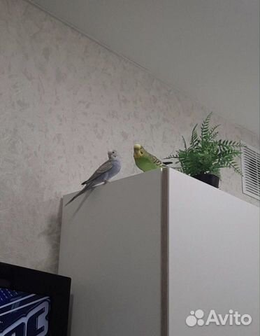 Два попугая и две клетки