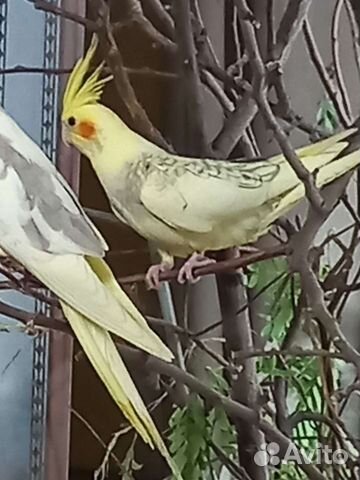 Попугай корелла 2 месяца мальчик и девочка