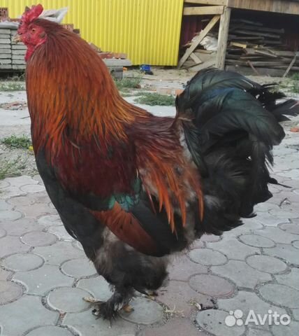 Петушок-золотой гребешок