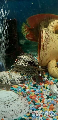 Раки аквариумные