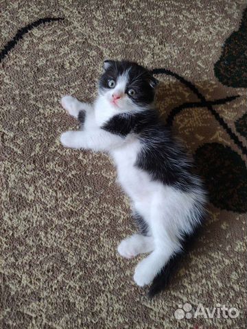 Вислоухая кошка