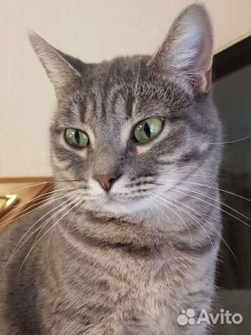 Кошка европейская табби привита стерилизованна