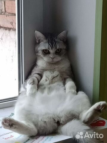 Кошка Британка