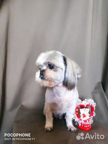 Ши-тцу бесплатно