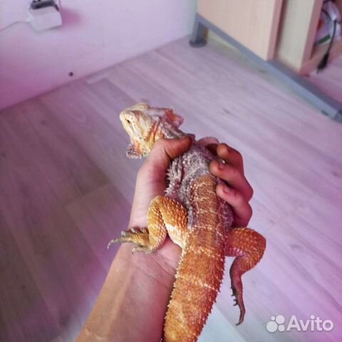 Агама