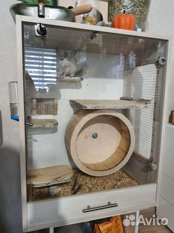 Шиншилла вместе с витриной