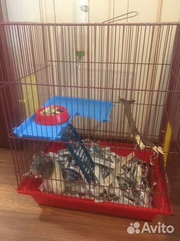 Крыса с клеткой